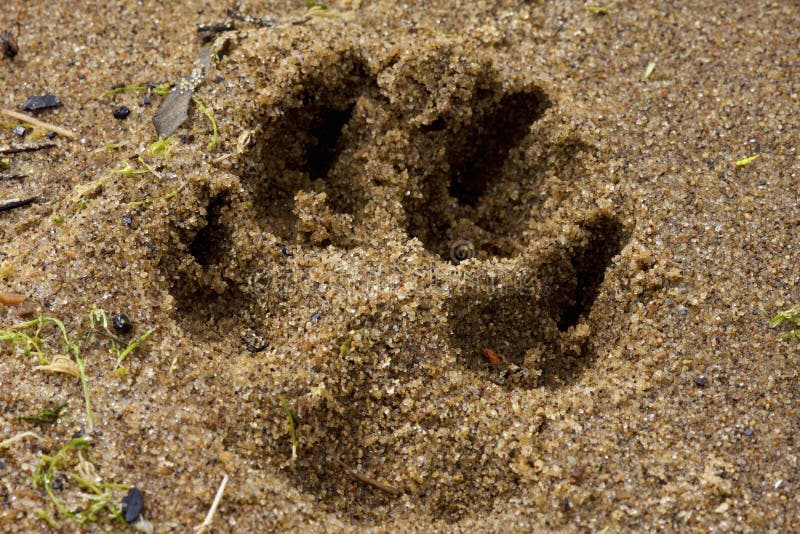 Dog Track 813382 stock photo. Image of upper, canines - 204656790