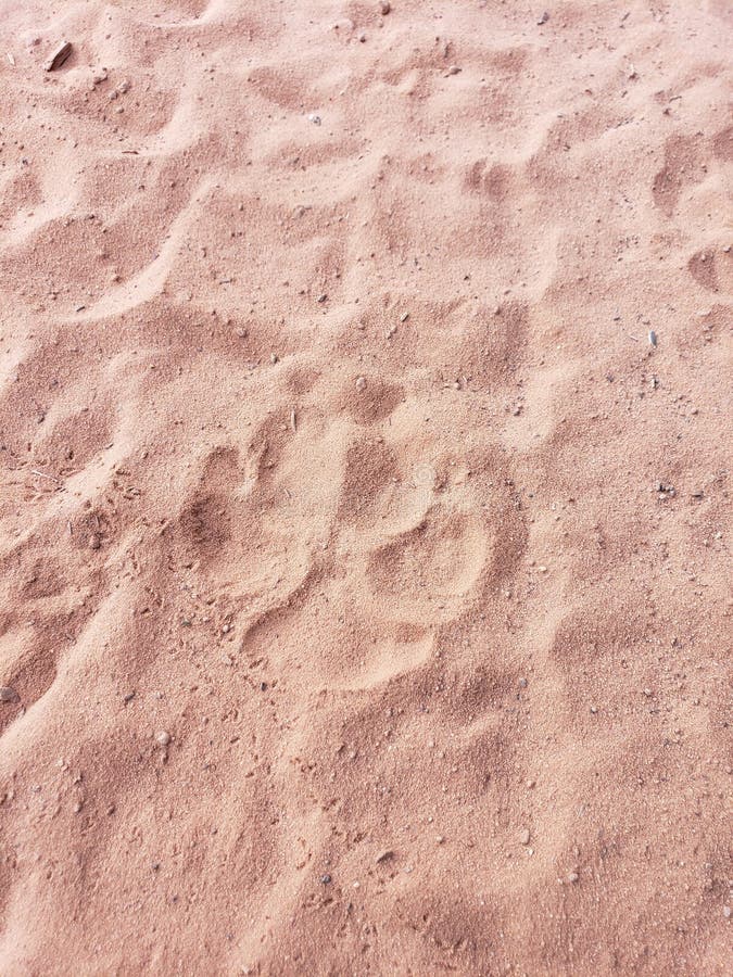 Dog Track in Red Dirt from Hiking Stock Image - Image of recreation ...