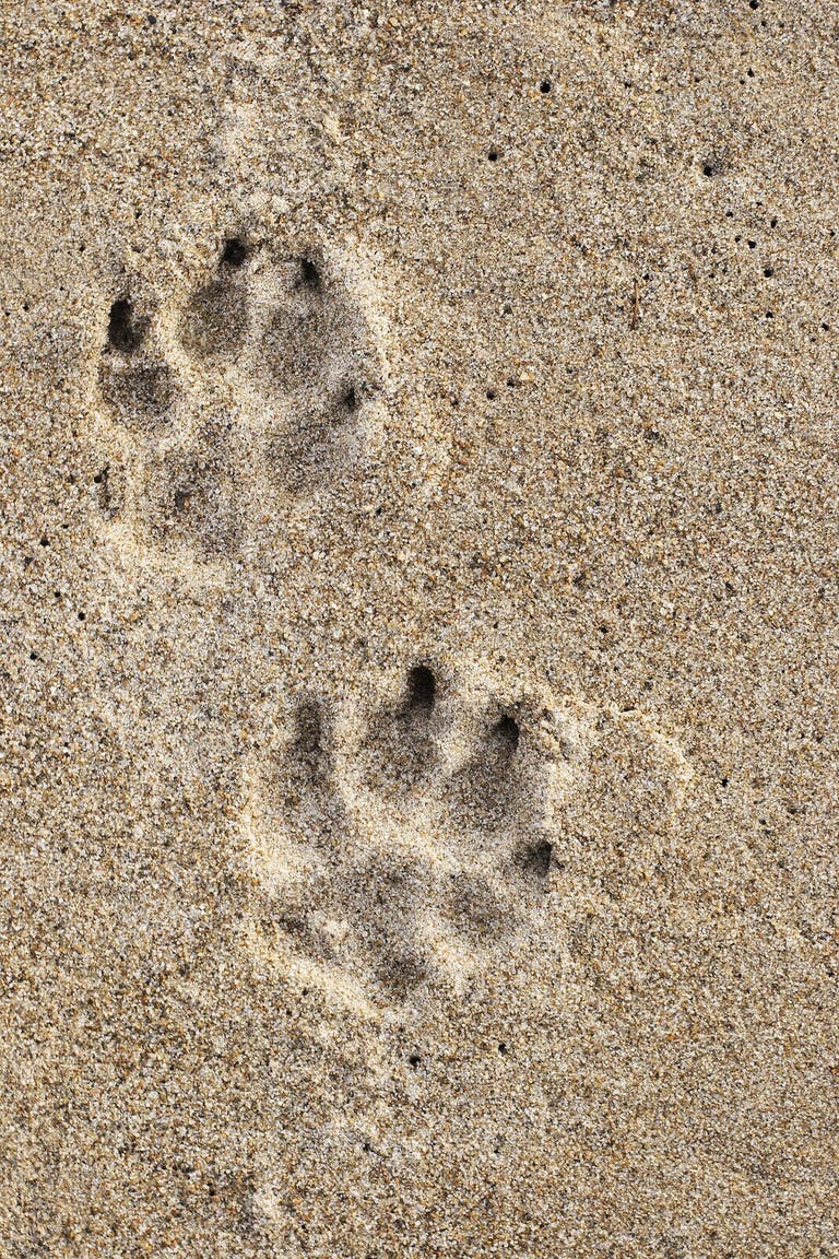 1,749 Dog Tracks Stock Photos - Free & Royalty-Free Stock Photos from ...