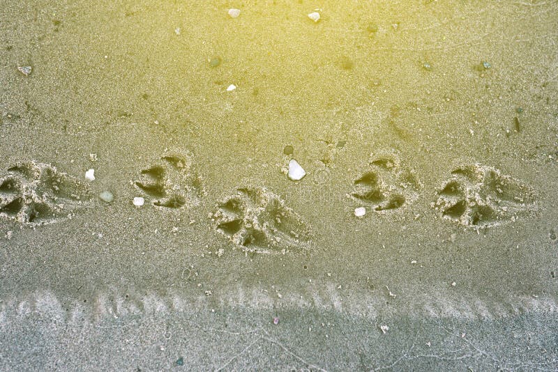 Dog Tracks on the Beach. Animal Track on a Sandy Beach. Stock Image ...