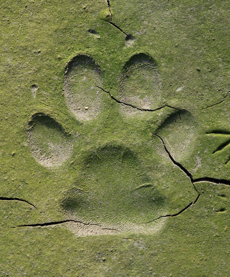 Dog tracks in cracked mud stock photo. Image of coyote - 39055612