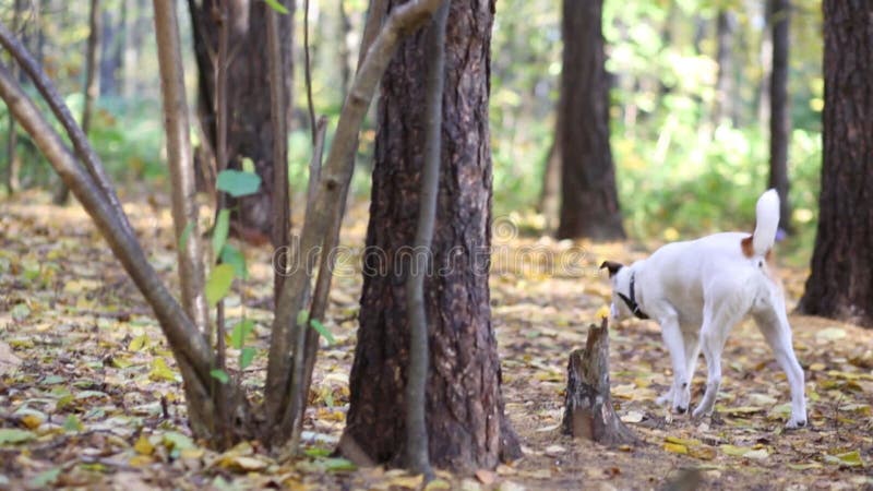 Dog Tracks Down and Creeps Up To the Squirrel in Stock Video - Video of ...