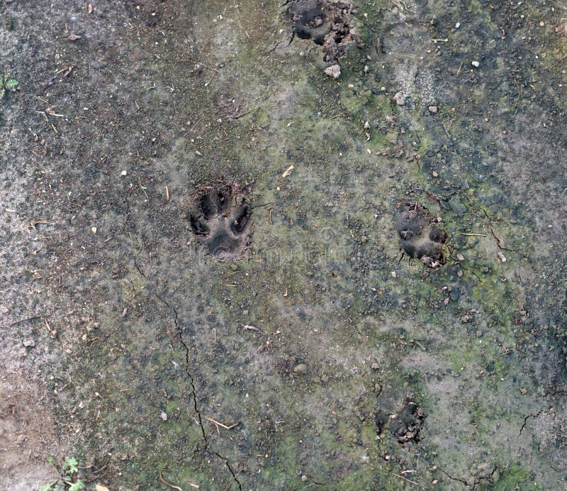 Dog Tracks on the Ground Top View Stock Image - Image of detail, summer ...