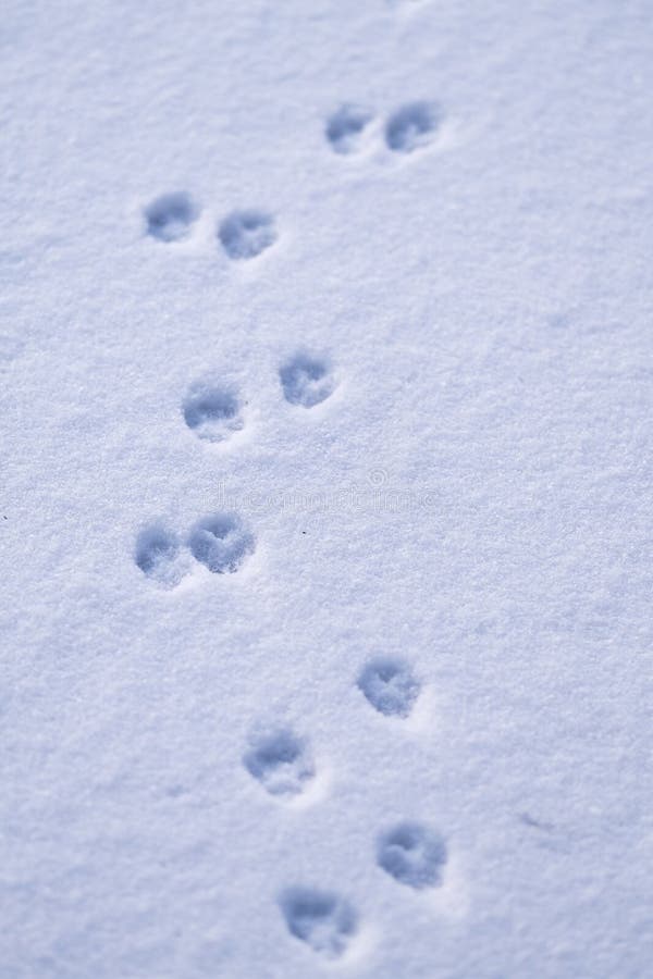 Dog tracks in the snow stock image. Image of footprint - 365130585