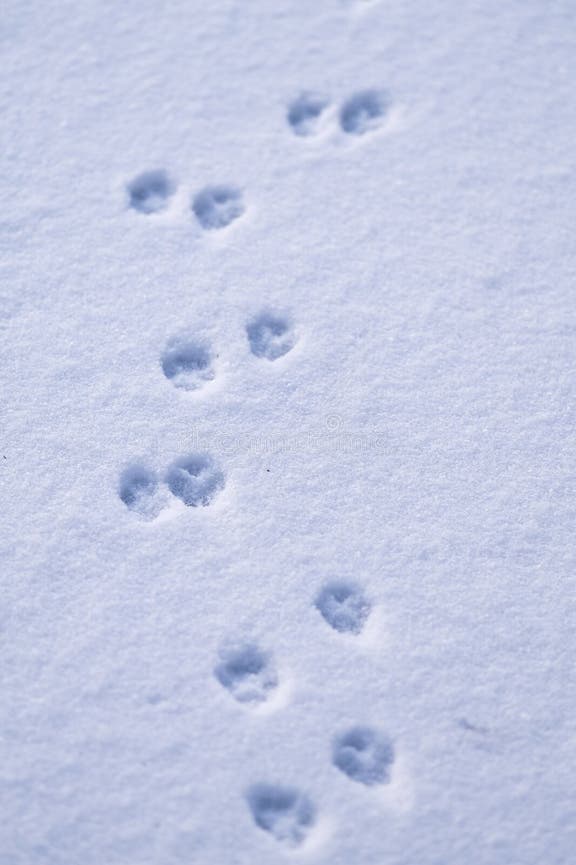 Dog tracks in the snow stock image. Image of footprint - 365130585