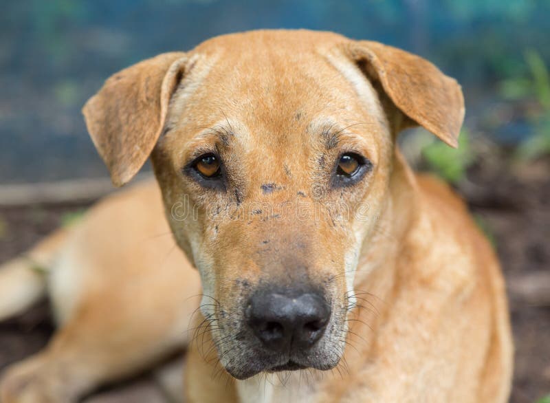 Dog stock photo. Image of thai, looking, traditional - 60612564