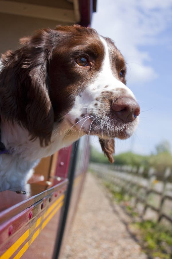 Dog on the train stock photo. Image of head, apeniel - 15634634