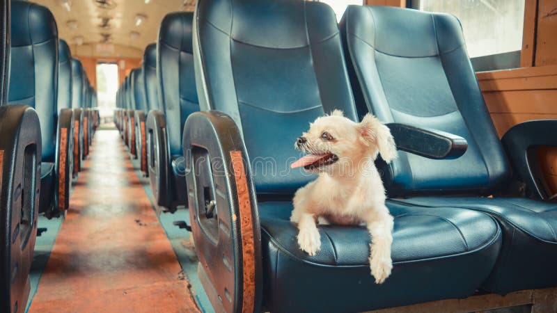 Dog on train stock image. Image of happy, lovely, background - 72431417