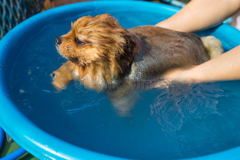 Dog Trained To Swim in a Tank Stock Image - Image of mammal, head: 70050801