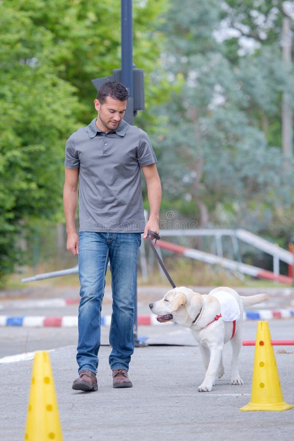Dog trainer and dog stock photo. Image of guide, center - 152077686
