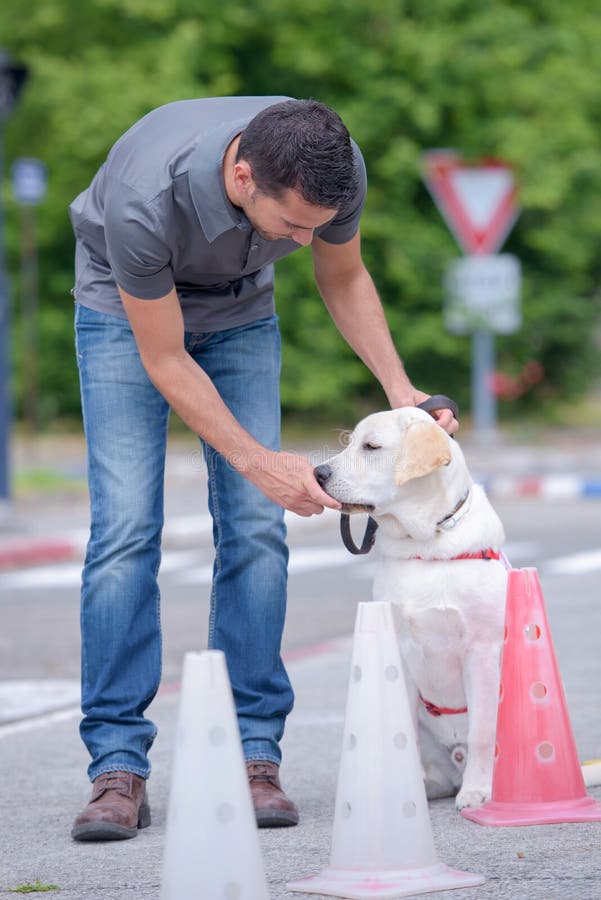 Dog trainer with dog stock photo. Image of cones, master - 84626350