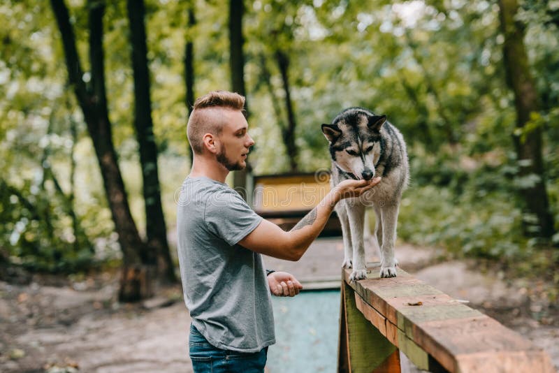 Dog Trainer with Husky on Dog Walk Obstacle Stock Photo - Image of ...