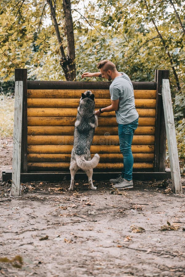 Dog Trainer Working with Siberian Husky Stock Photo - Image of work ...