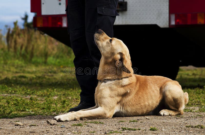 Dog training stock photo. Image of pedigree, male, eyes - 43797454