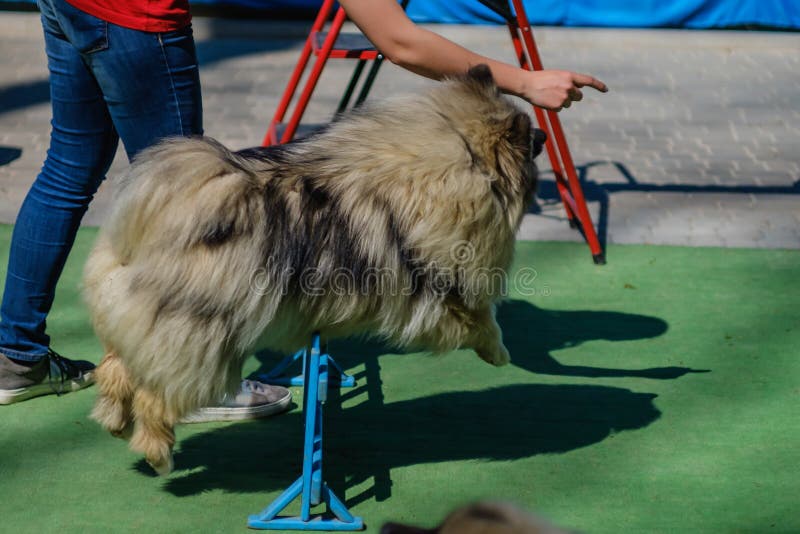 Dog Training Fun Canine Animal, Running Stock Photo - Image of ...