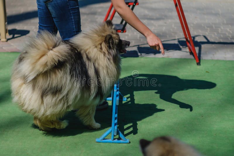 Dog Training Fun Canine Animal, Summer Stock Photo - Image of play ...