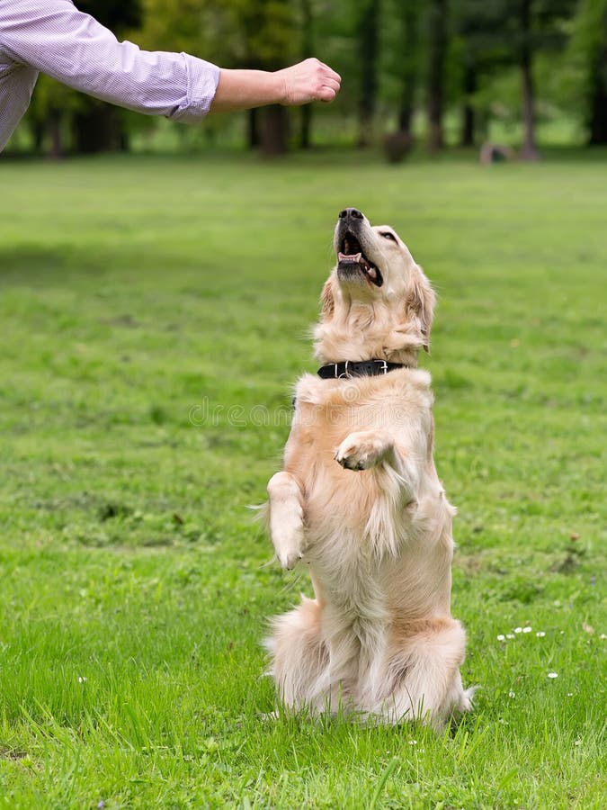 Dog in training stock image. Image of cute, brown, baby - 31199777