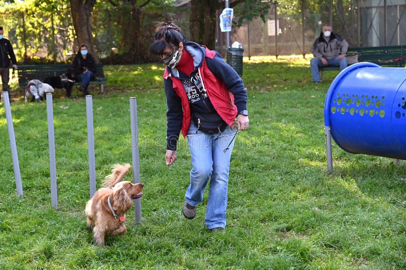 Dog Training Obstacle Course Editorial Photography - Image of canine ...
