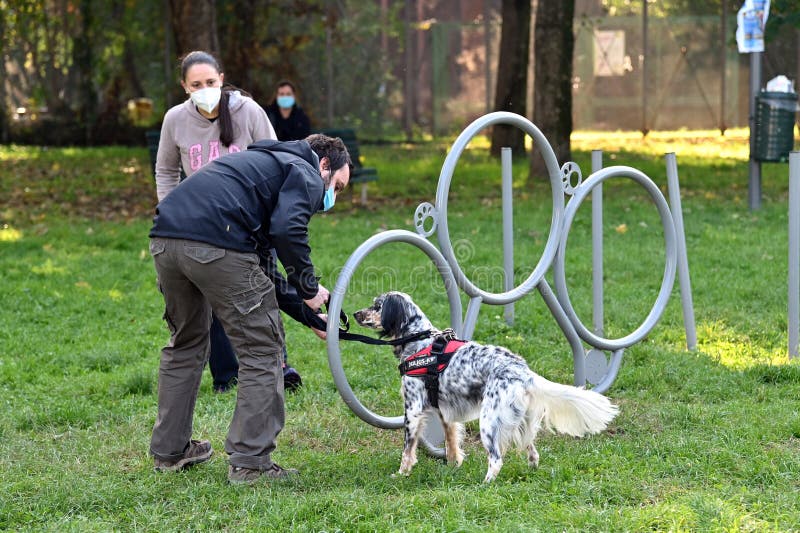 Dog Training Obstacle Course Editorial Stock Photo - Image of play ...