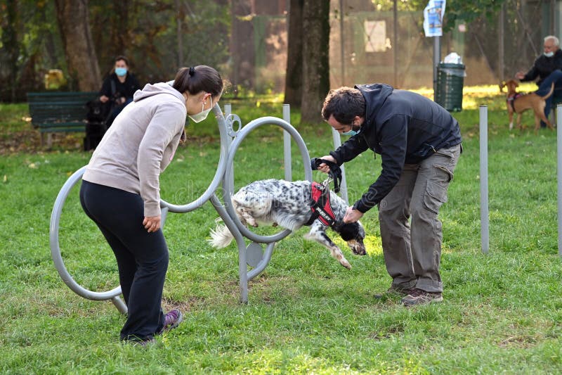 Dog Training Obstacle Course Editorial Stock Image - Image of dogs ...