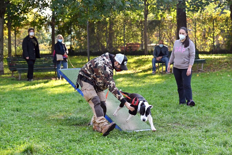 Dog Training Obstacle Course Editorial Photography - Image of outdoors ...