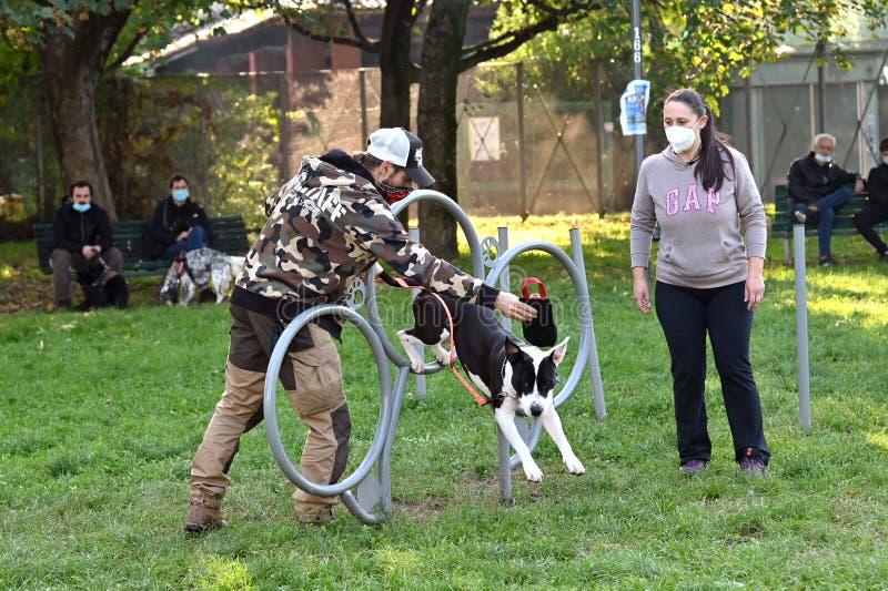 Dog Training Obstacle Course Editorial Stock Image - Image of ...