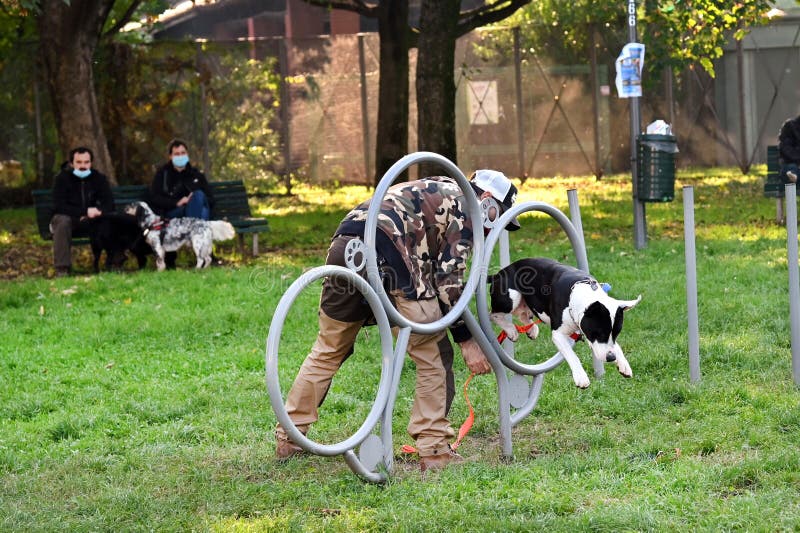 Dog Training Obstacle Course Editorial Stock Photo - Image of outside ...