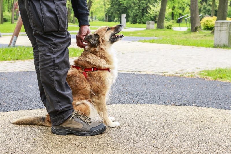 Dog training in the park stock image. Image of owner - 165994971