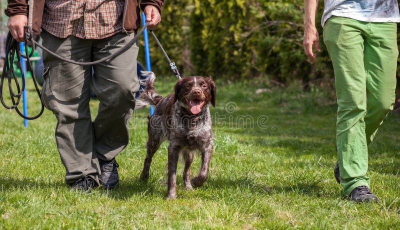 Dog Training, School for Dogs Stock Photo - Image of doggy, happy: 53429632