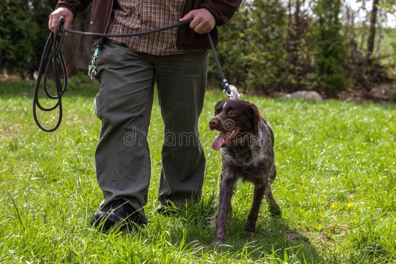 Dog Training, School for Dogs Stock Image - Image of friend, companion ...