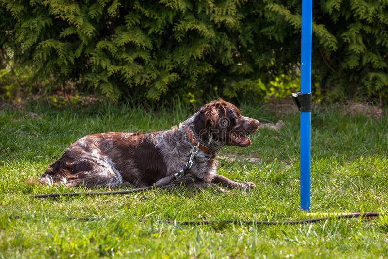 Dog Training, School for Dogs Stock Image - Image of mammal, friend ...