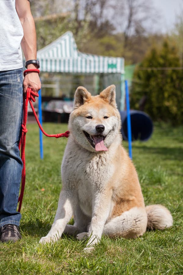 Dog Training, School for Dogs Stock Image - Image of breed, male: 53430007