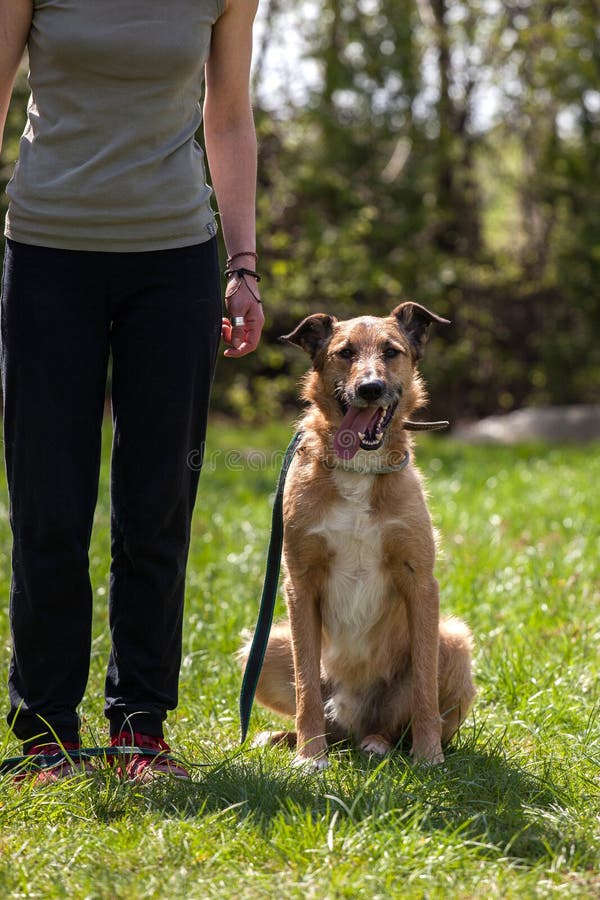 Dog Training, School for Dogs Stock Photo - Image of beautiful ...