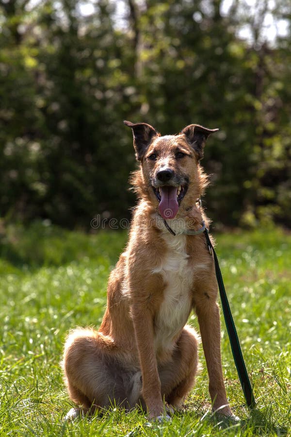 Dog Training, School for Dogs Stock Photo - Image of mammal, lawn: 53431146