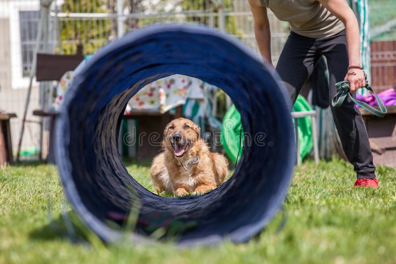 Dog Training, School for Dogs Stock Image - Image of cute, active: 53431243
