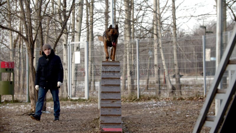 A German Shepherd Dog Walking Up on the Stand for the Training and ...