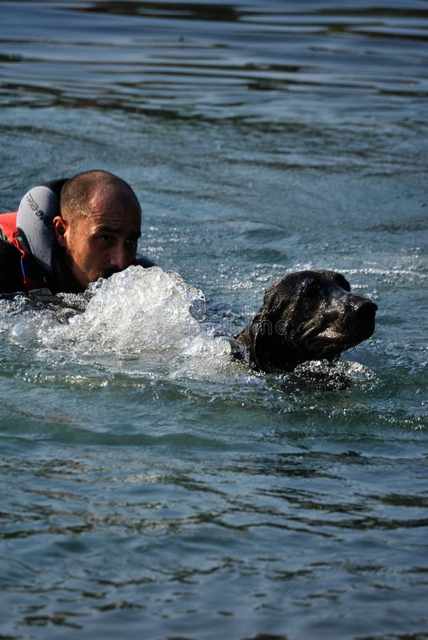 Sea Rescue Dog stock photo. Image of train, save, work - 1930788