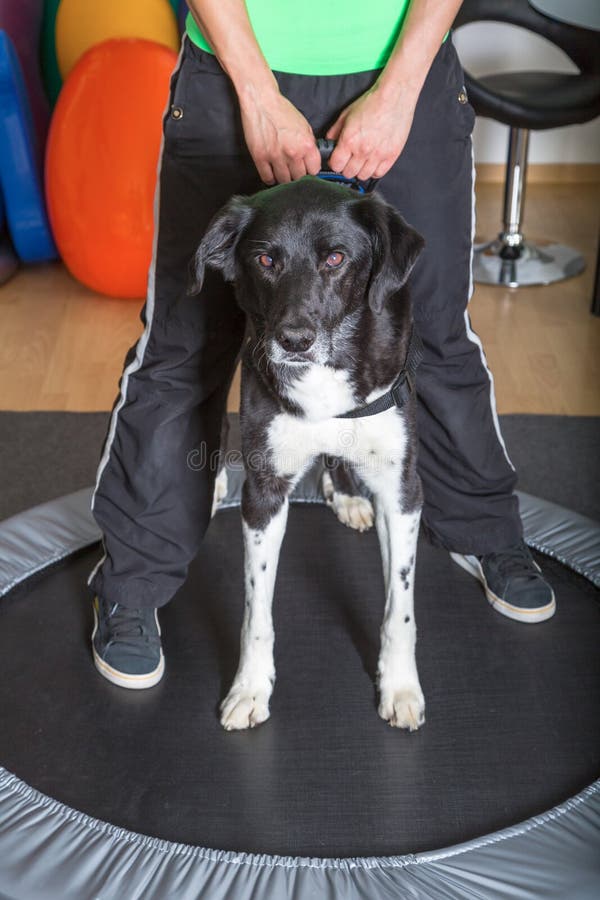 Trampoline Dog Stock Photos - Free & Royalty-Free Stock Photos from ...