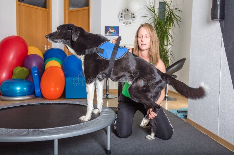 Dog trampoline stock image. Image of health, physical - 52343953