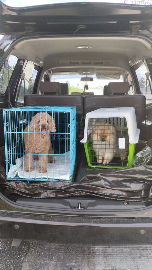 Dog transport in indonesia editorial photo. Image of driving - 263003421