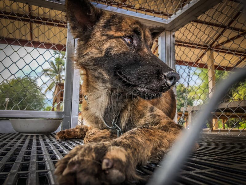 The Dog is Trapped in a Cage Stock Image - Image of homeless, domestic ...
