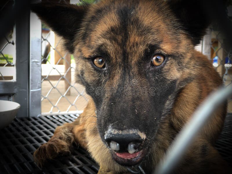 The Dog is Trapped in a Cage Stock Photo - Image of fence, alone: 112461634