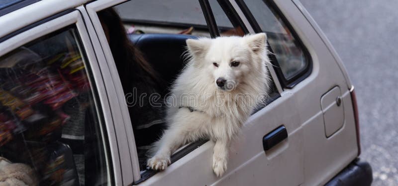 A Dog Travelling in a Car Dog Care Image Stock Image - Image of breeder ...