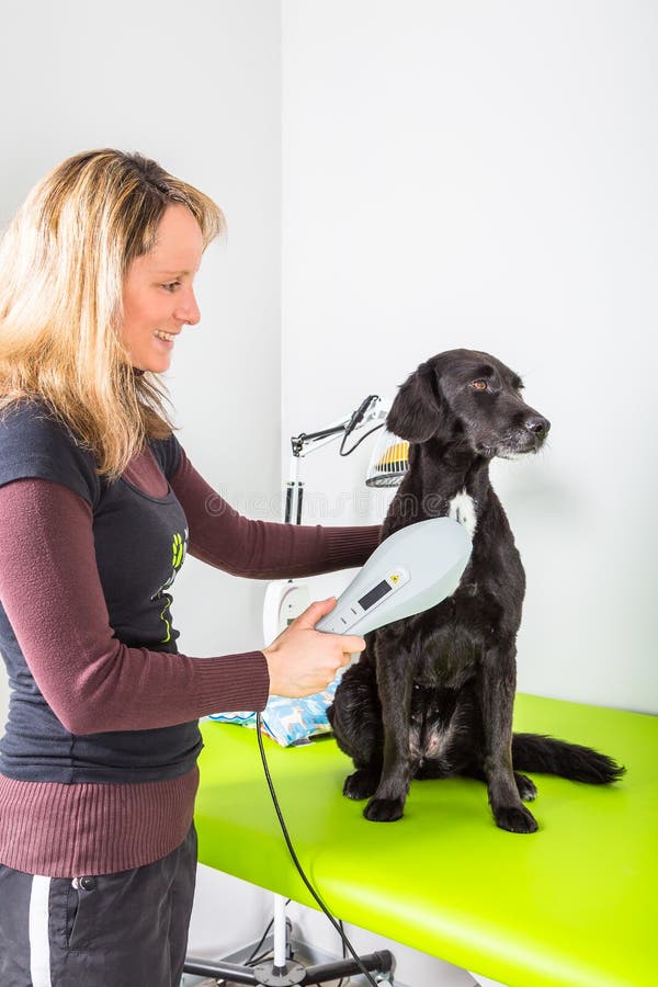 Dog treatment stock photo. Image of office, laser, woman - 69412084
