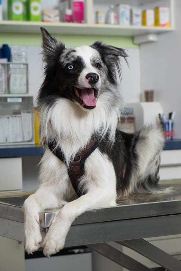 Dog on the Treatment Table at the Vet Stock Photo - Image of looking ...