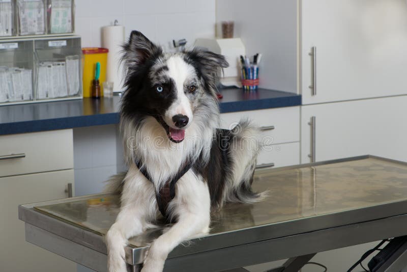 Dog on the Treatment Table at the Vet Stock Photo - Image of looking ...