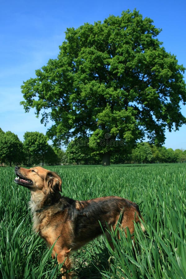 The dog and the tree stock image. Image of green, grass - 2397011