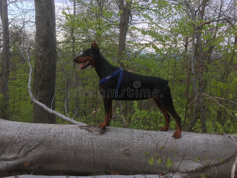 Dog on a tree stock image. Image of doberman, tree, nature - 132772189