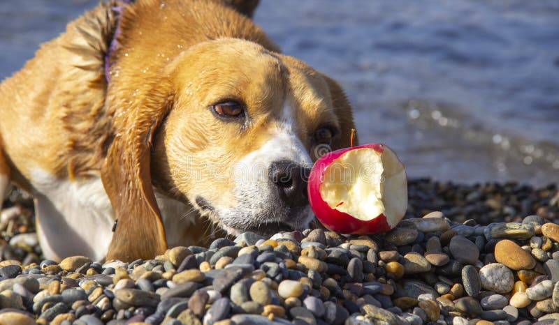 The Dog Tries To Bite the Apple Stock Image - Image of animal, friend ...