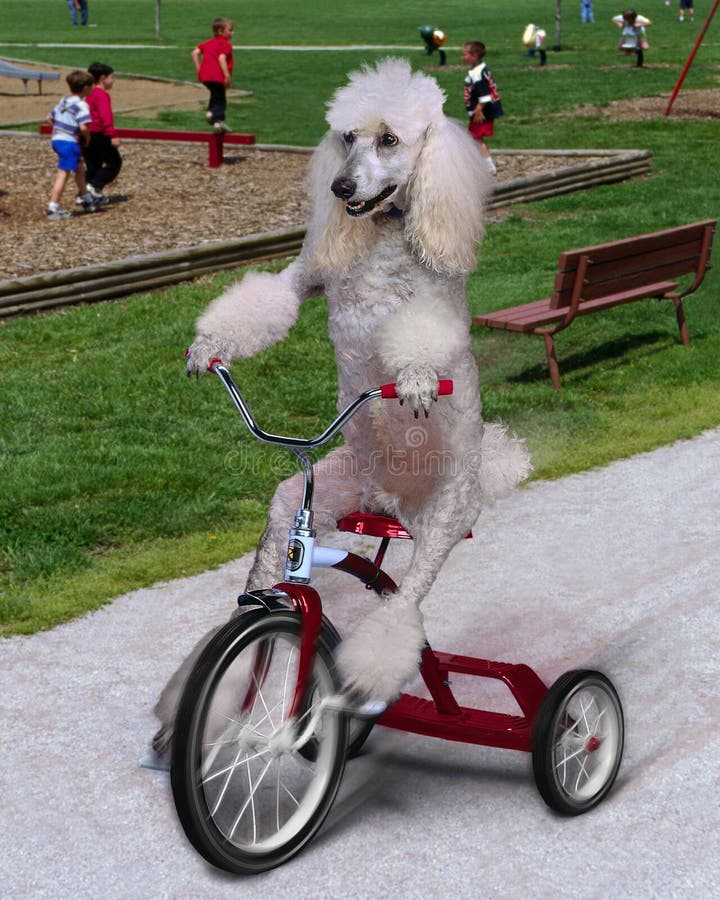 Dog on trike stock photo. Image of drive, poodle, park - 12595236